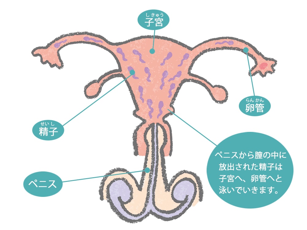 Web 漫画 家 っ て どうやって 過ごし てる の のビデオをオンラインで再生 - Torukazama